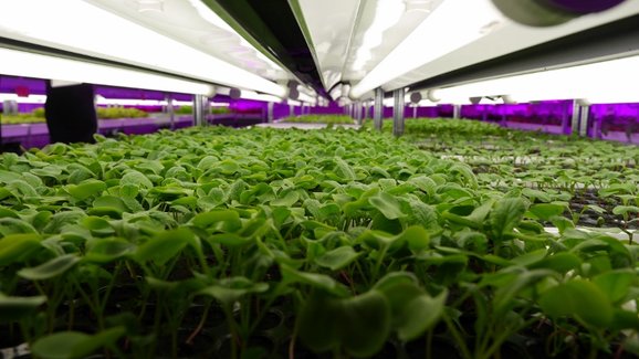 Savour locally-harvested greens from Panasonic's first indoor vegetable ...