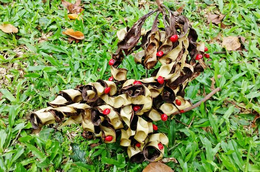 Saga Seeds Picking @ Ang Mo Kio Town Garden West - A Valentine's Day ...